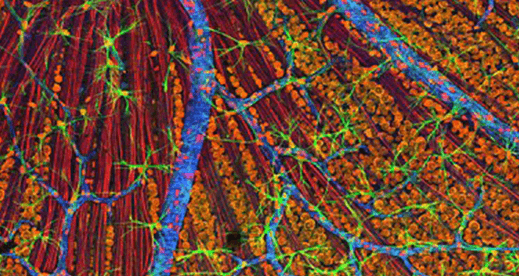 LSD alters eyes-closed functional connectivity within the early visual ...