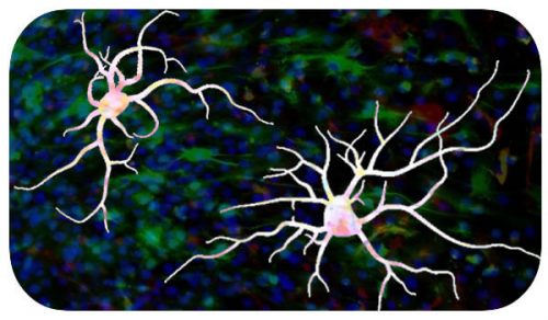 Psychedelics Promote Neural Plasticity | The Beckley FoundationThe ...