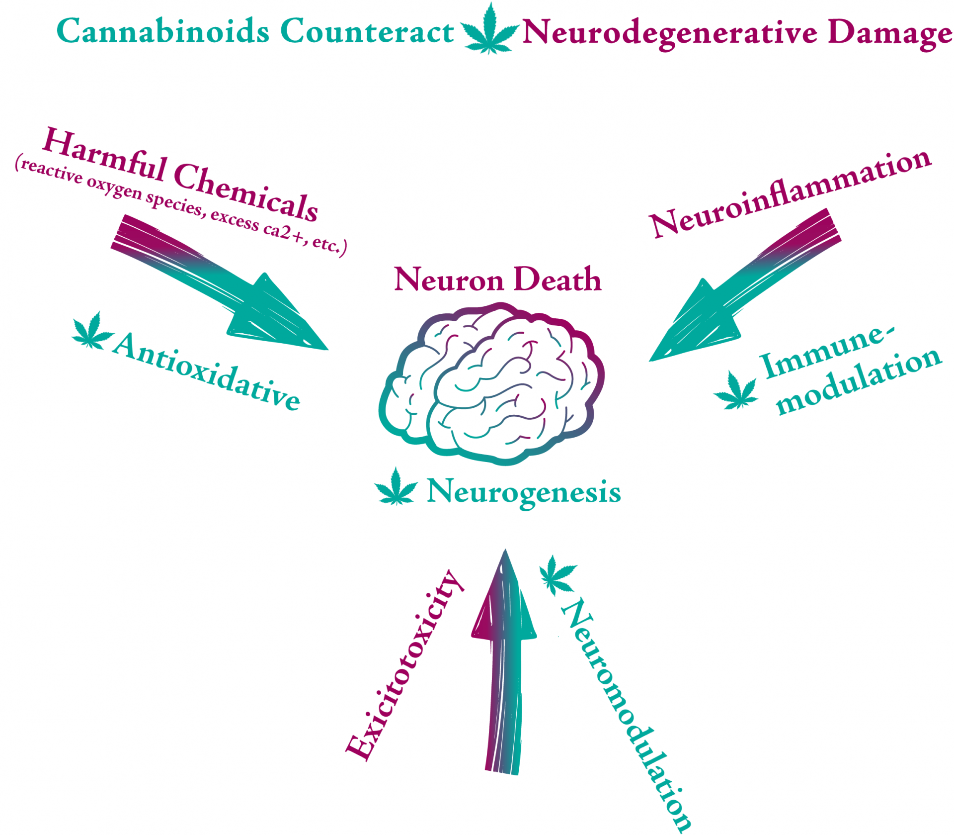 Cannabis has the Potential to Reverse Cognitive Decline and Fight ...